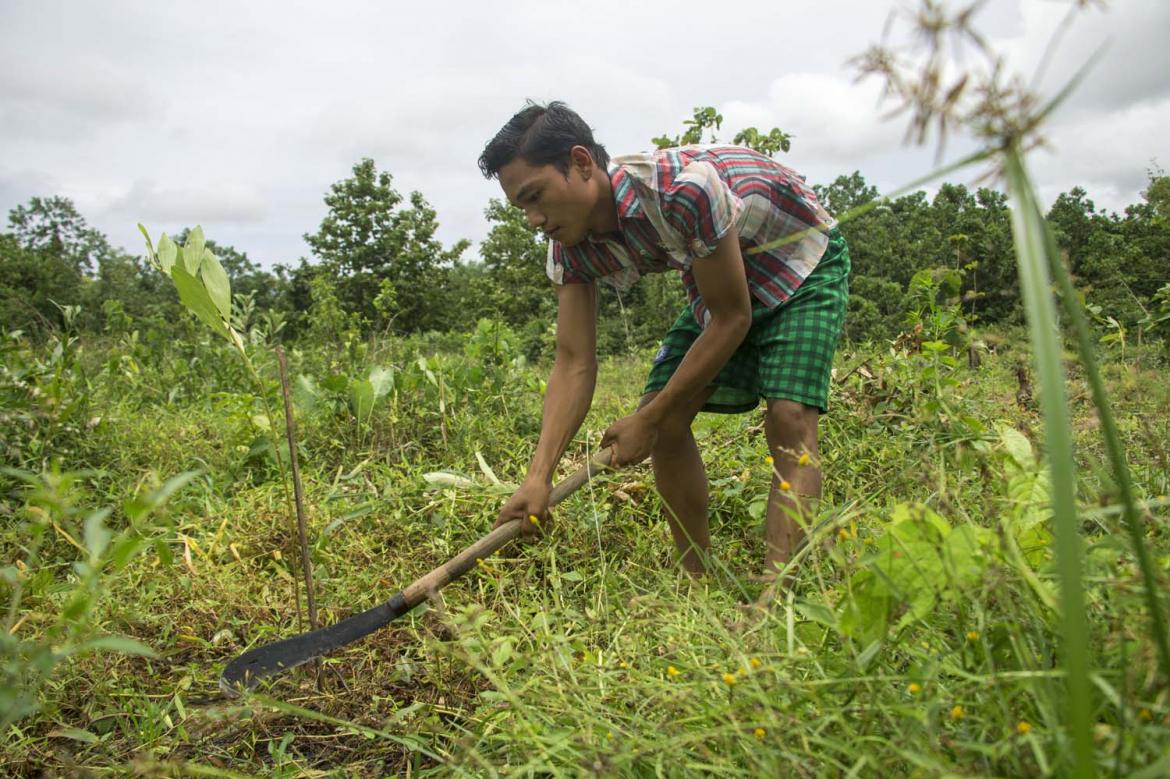 Acacia becomes Myanmar's plantation tree of choice | Frontier Myanmar