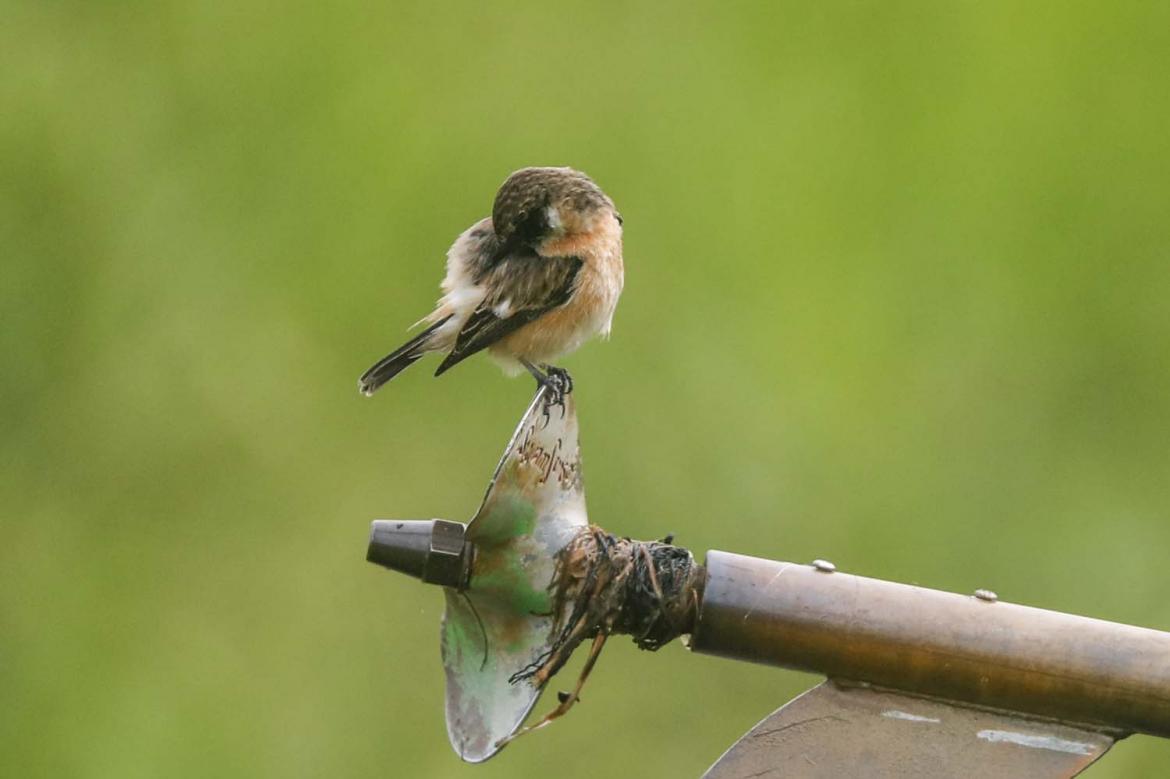 The birds and birdwatchers of Indawgyi Lake | Frontier Myanmar