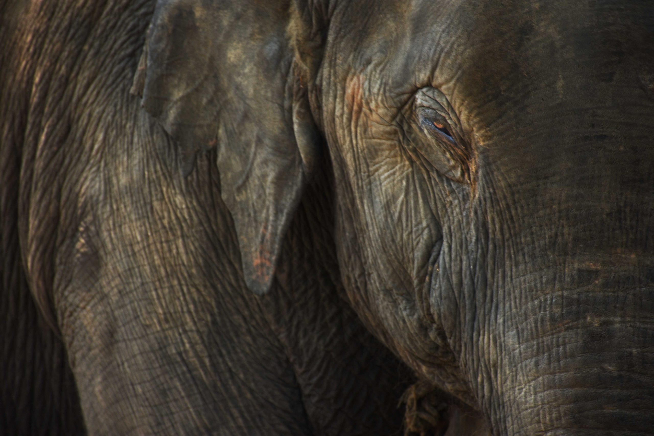 Protecting Myanmar's elephants from extinction | Frontier Myanmar