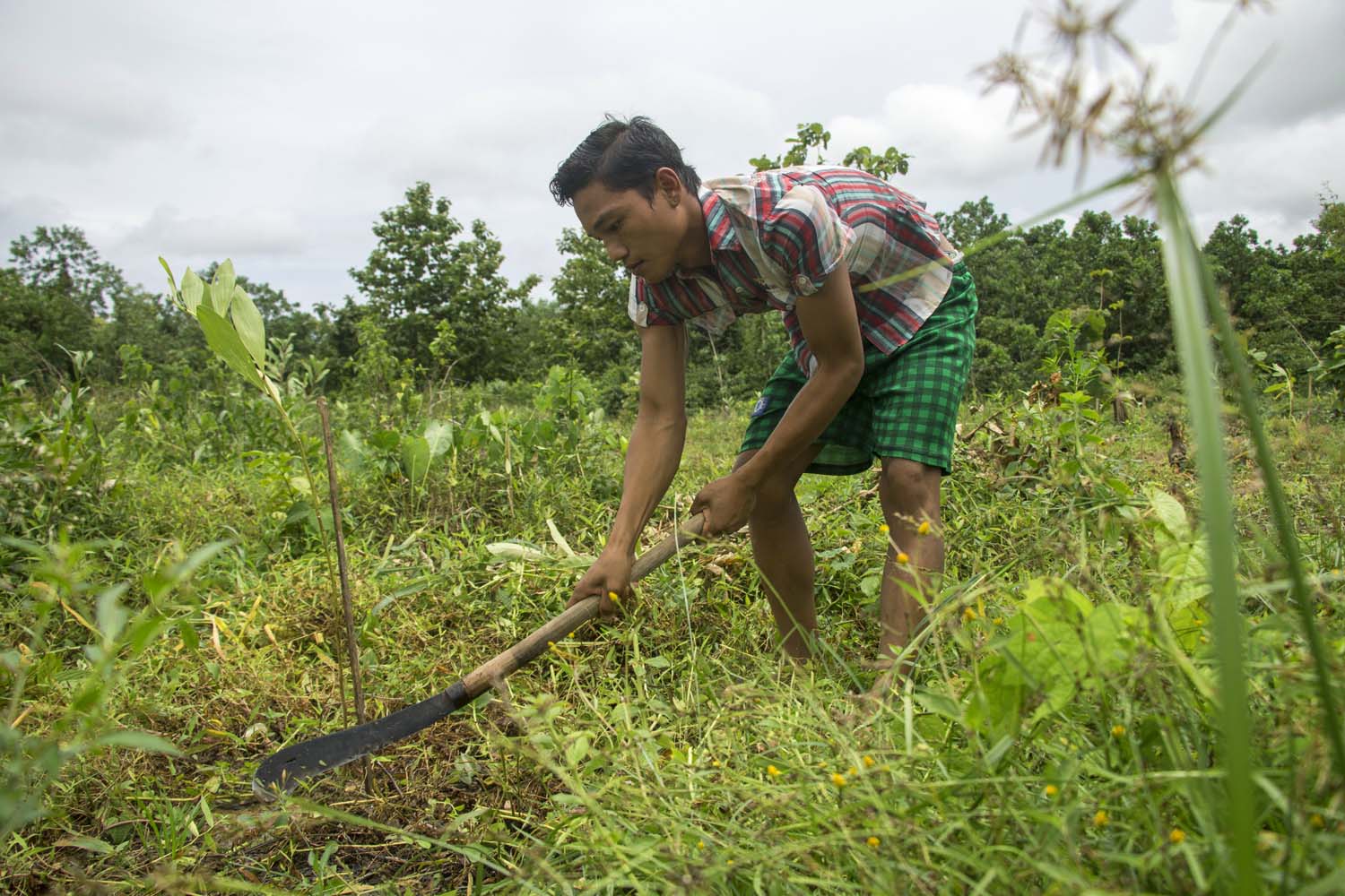 Acacia becomes Myanmar's plantation tree of choice | Frontier Myanmar