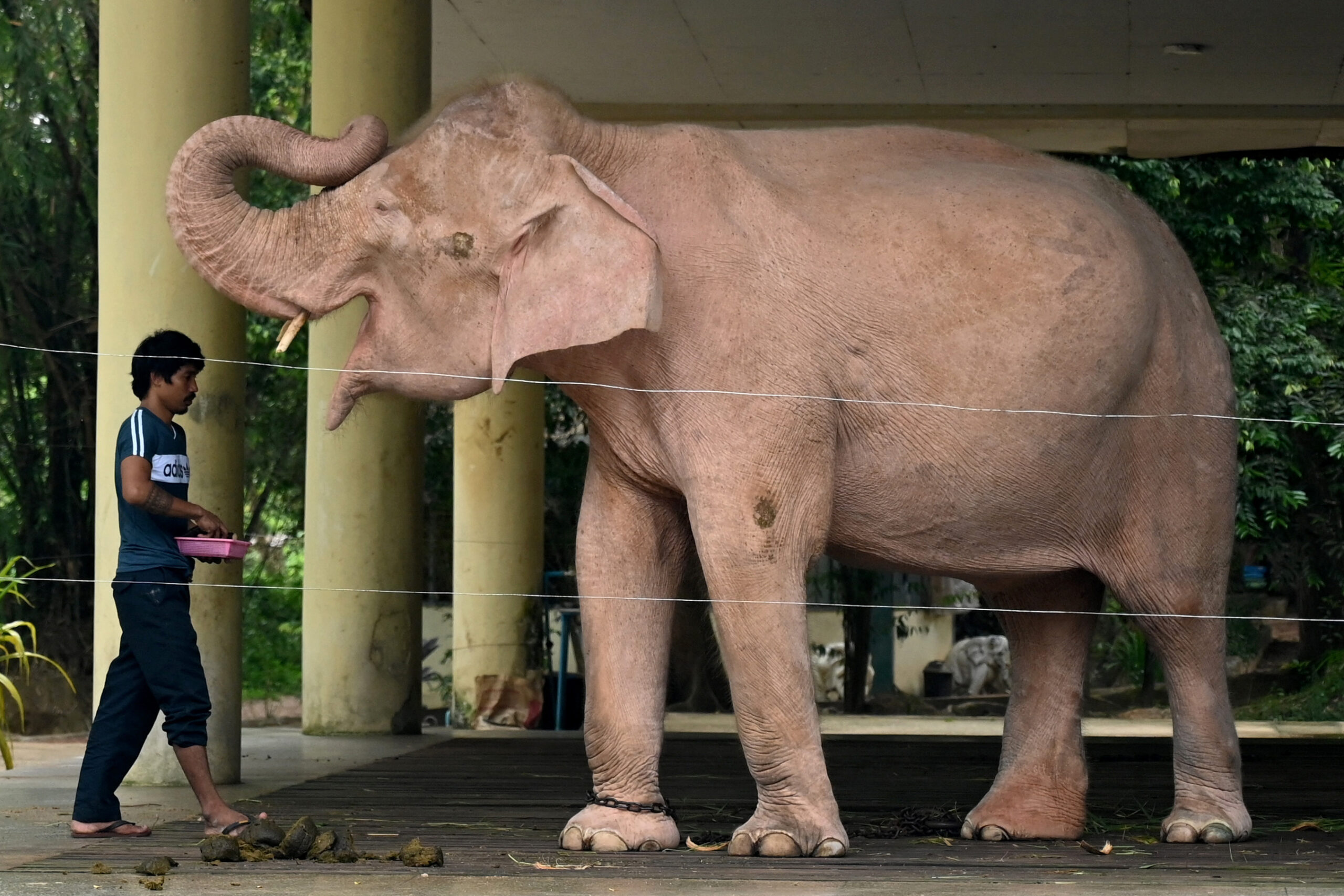 Myanmar military trumpets white elephant as sign of right to rule ...